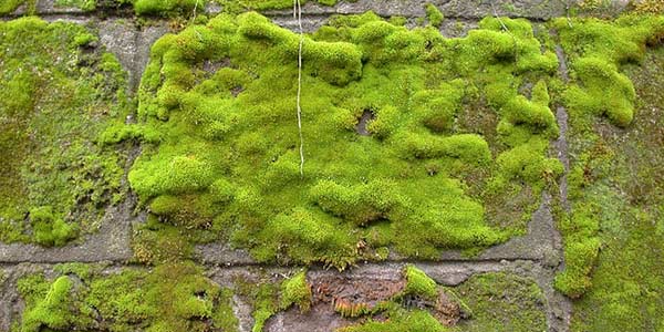 خزه چیست ؟ — خصوصیات، زیستگاه و انواع گیاه خزه — آنچه باید بدانید ...