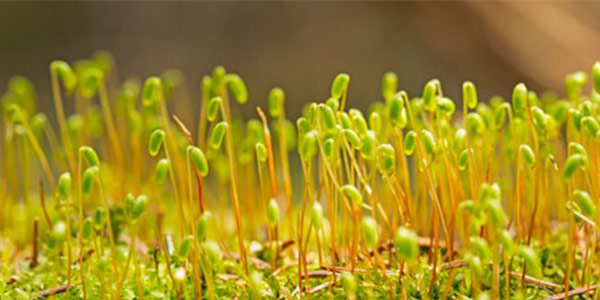 خزه چیست ؟ — خصوصیات، زیستگاه و انواع گیاه خزه — آنچه باید بدانید ...