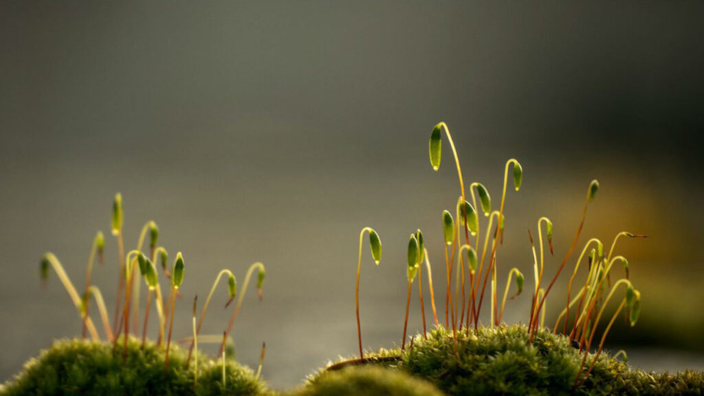 خزه چیست ؟ — خصوصیات، زیستگاه و انواع گیاه خزه — آنچه باید بدانید ...