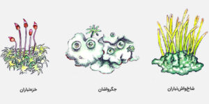 خزه چیست ؟ — خصوصیات، زیستگاه و انواع گیاه خزه — آنچه باید بدانید ...