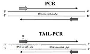 انواع PCR (پی سی آر) — از صفر تا صد – فرادرس - مجله‌
