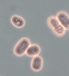 باکتری ها را بر چه اساسی گروه بندی می کنند؟ — طبقه بندی باکتری ها به ...