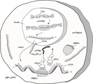 تفاوت DNA و RNA چیست ؟ — همه فرق هایی که باید بدانید – فرادرس - مجله‌